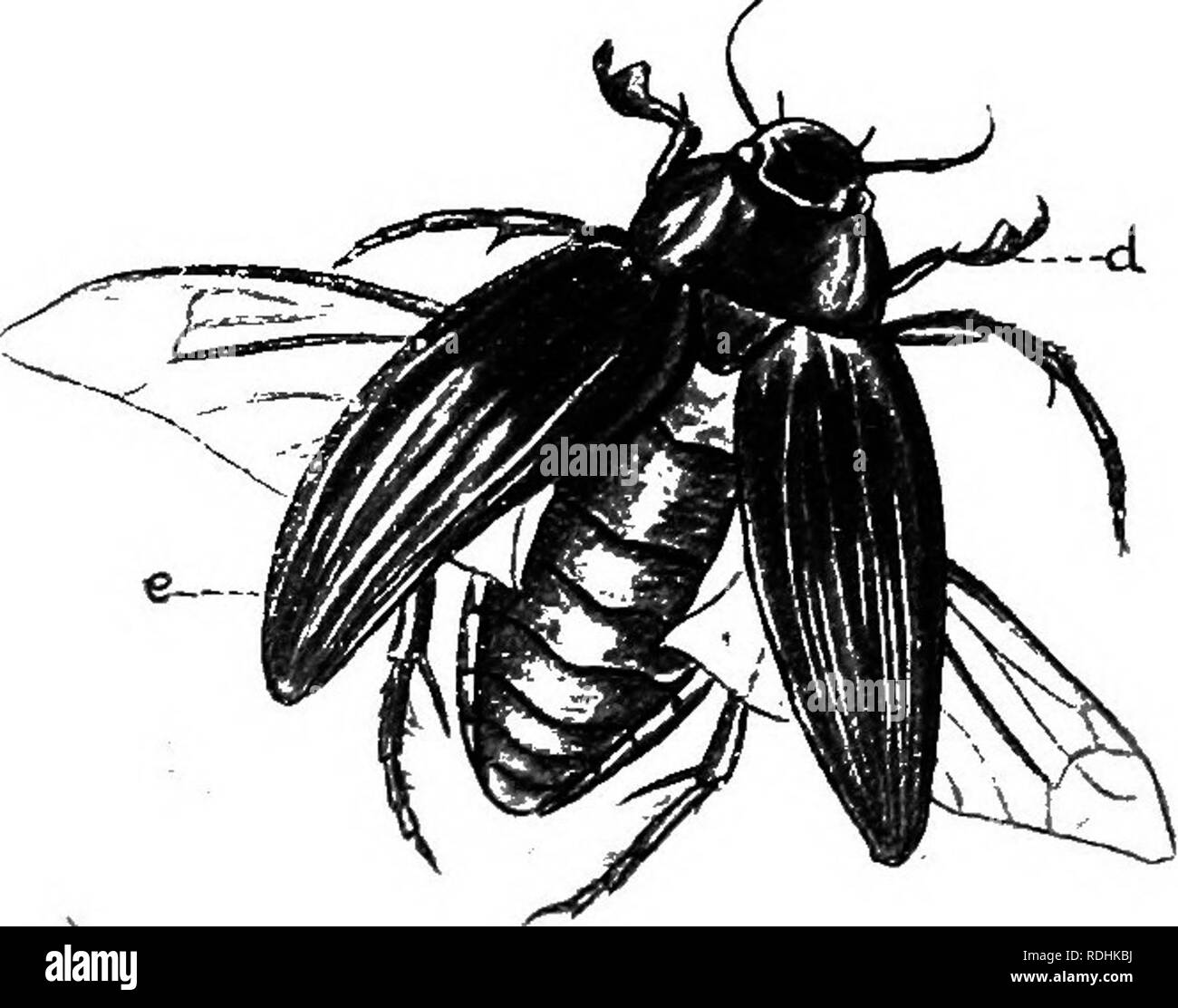 . An introduction to zoology, with directions for practical work ...