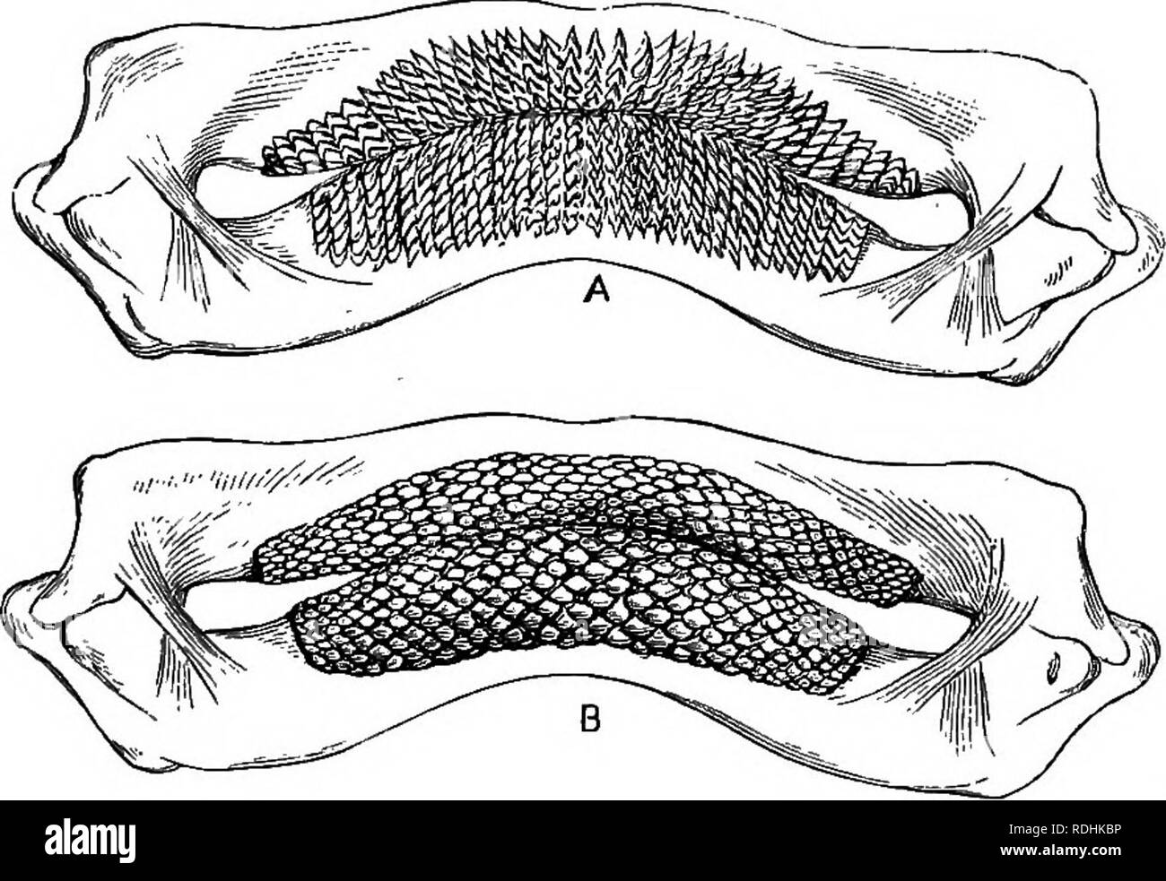 . Elementary text-book of zoology. RAIA. 313 II.âRAIA. Phylum ...