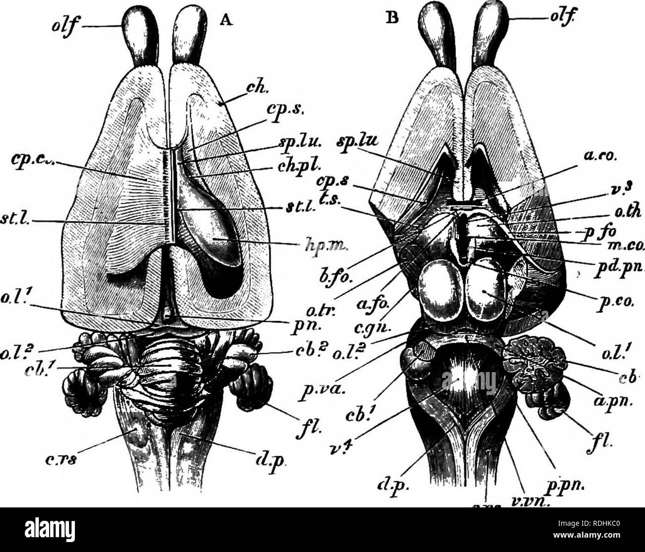 Anterior frontal lobe brain hi-res stock photography and images - Alamy