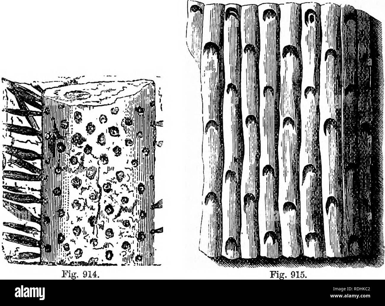 . A Manual of botany : being an introduction to the study of the ...