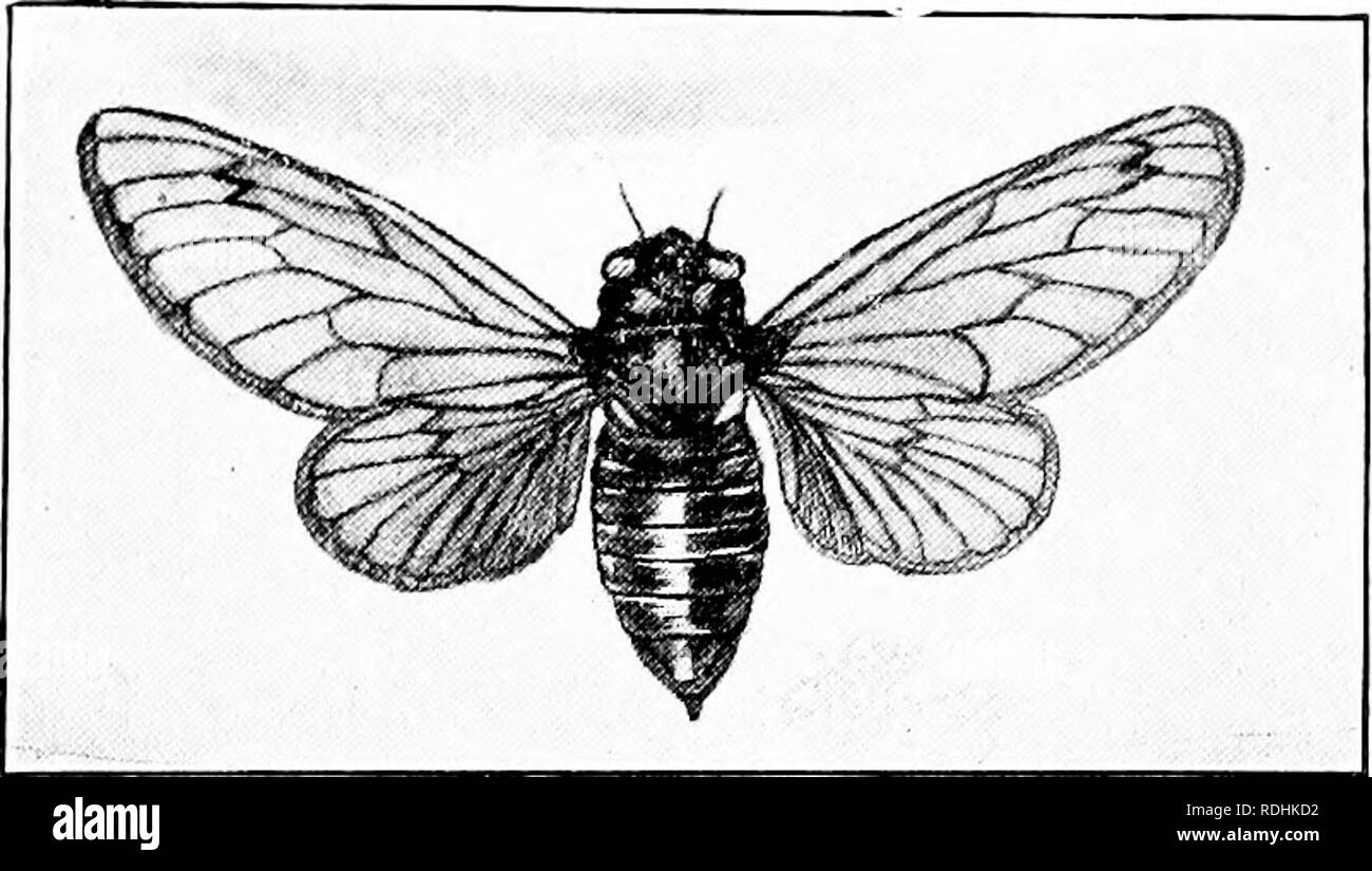 Cicadas tree trunk Black and White Stock Photos & Images - Alamy