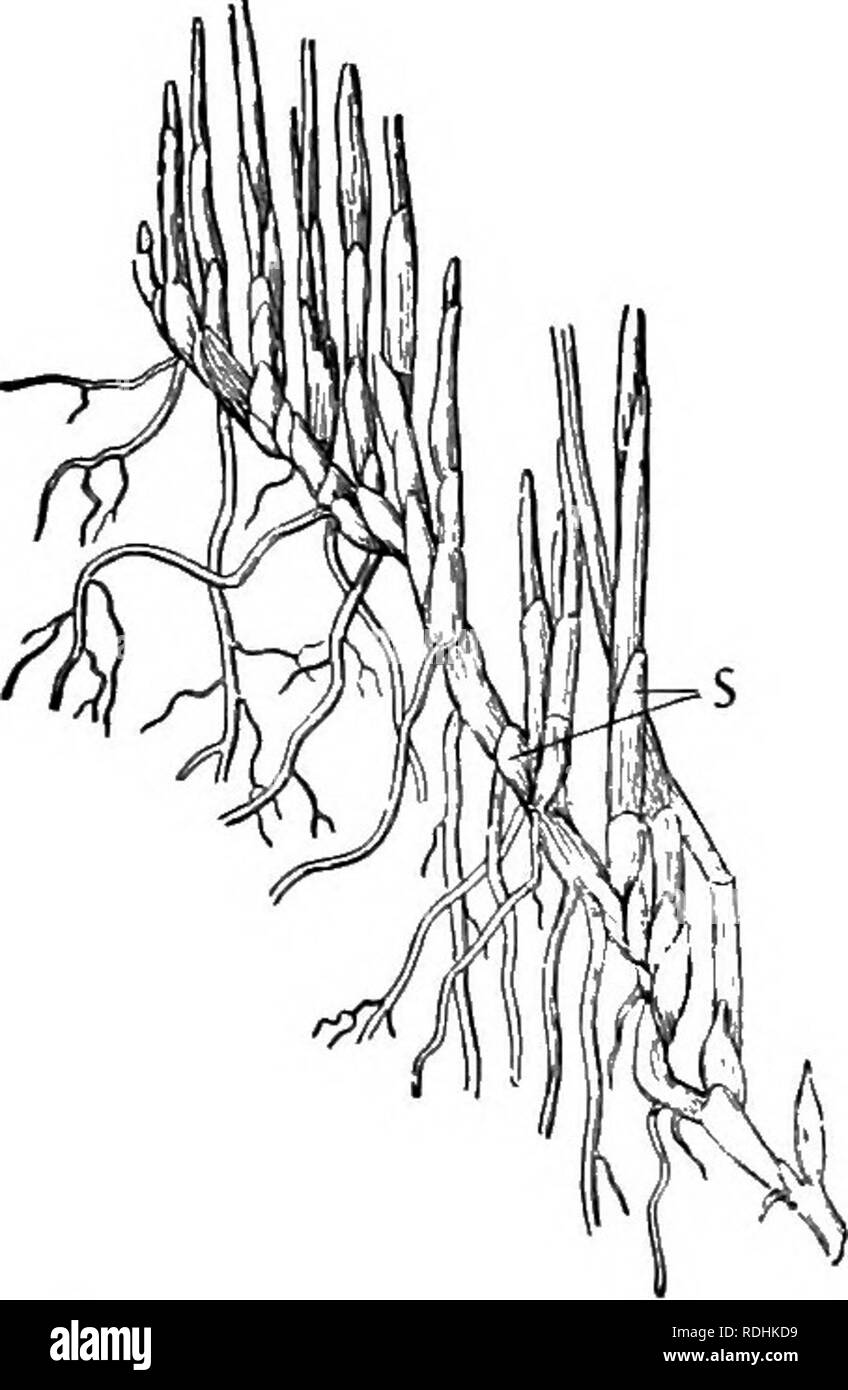 Basal basal leaves Black and White Stock Photos & Images - Alamy