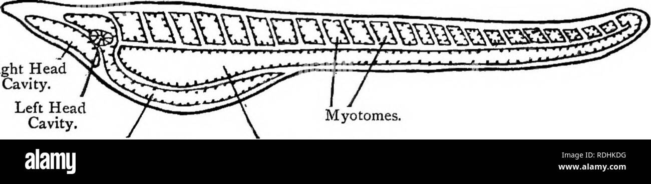 . Elementary text-book of zoology. AMPHIOXUS. 307 The fully-formed ...