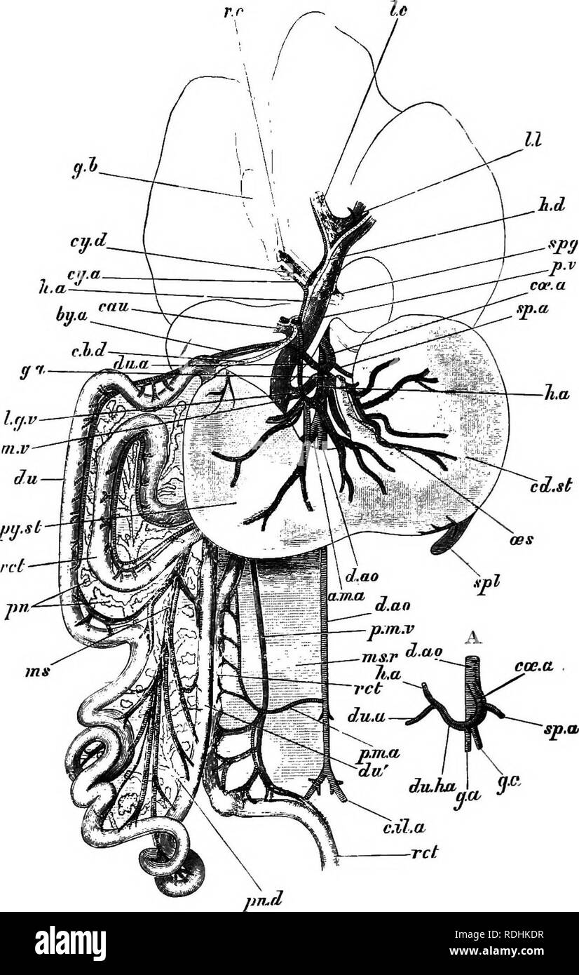 Gullet with veins Black and White Stock Photos & Images - Alamy