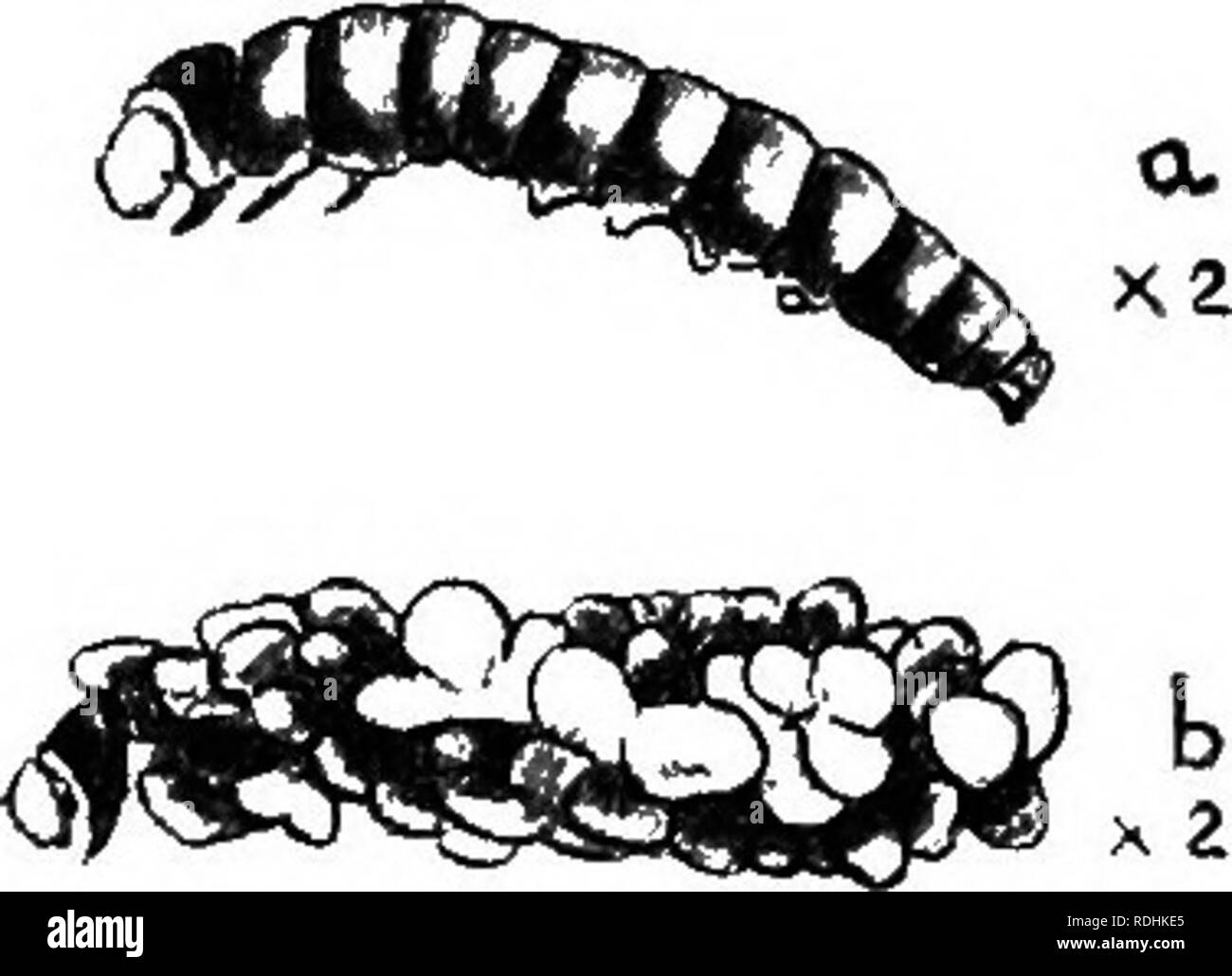 Pupa case Cut Out Stock Images & Pictures - Alamy