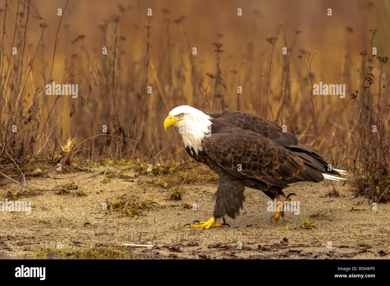 Skulking Bald eagle (Haliaeetus leucocephalus) in Pacific Northwest ...