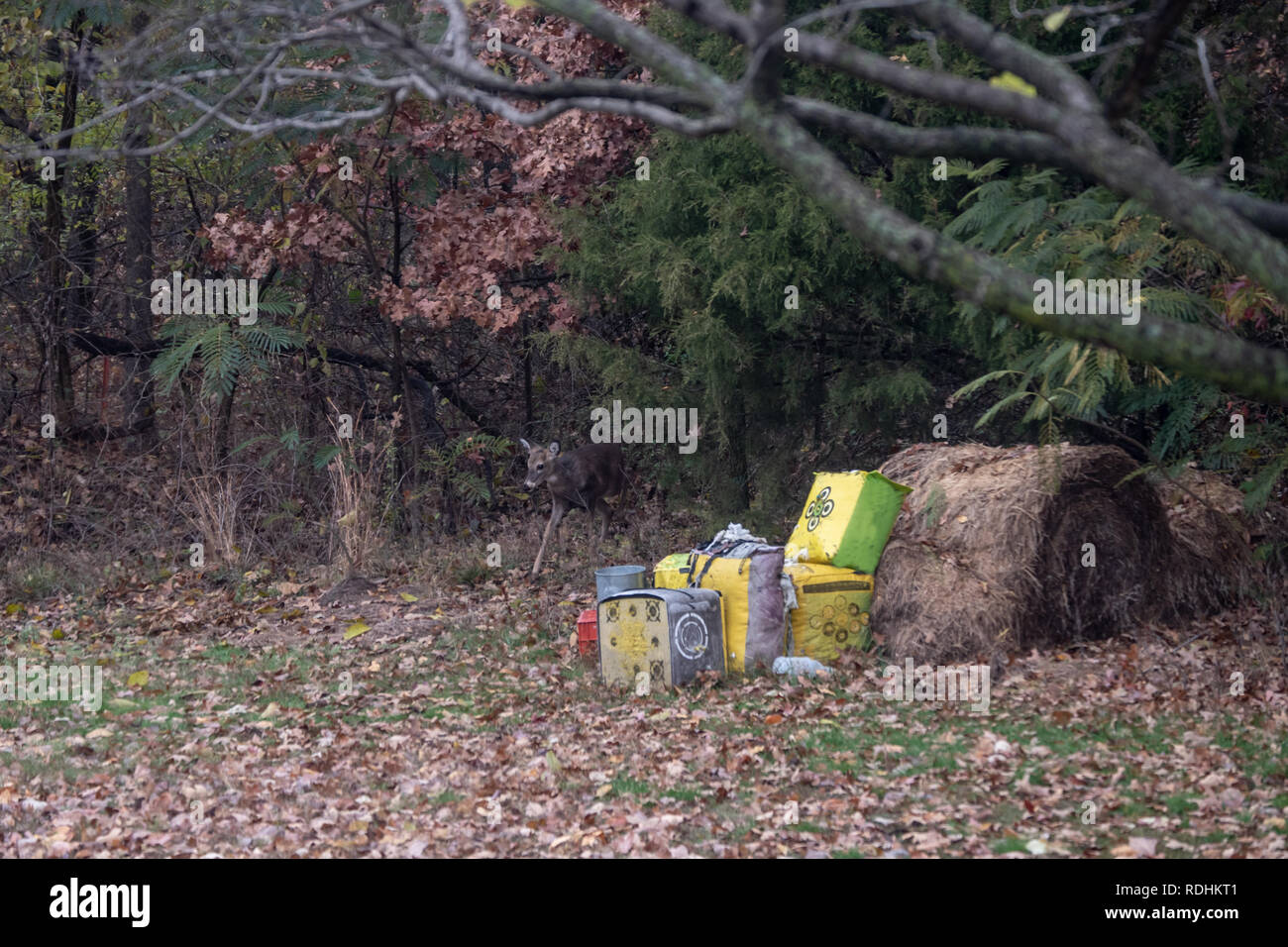 Timber targets hi-res stock photography and images - Alamy