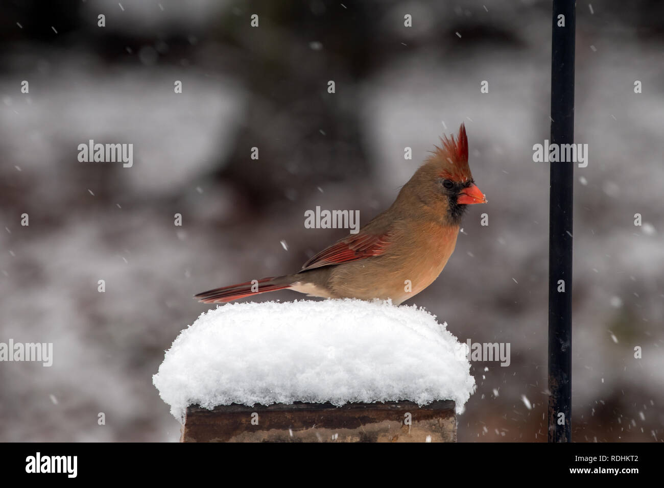 Snow blows around a posing female cardinal on a cold day in Missouri ...