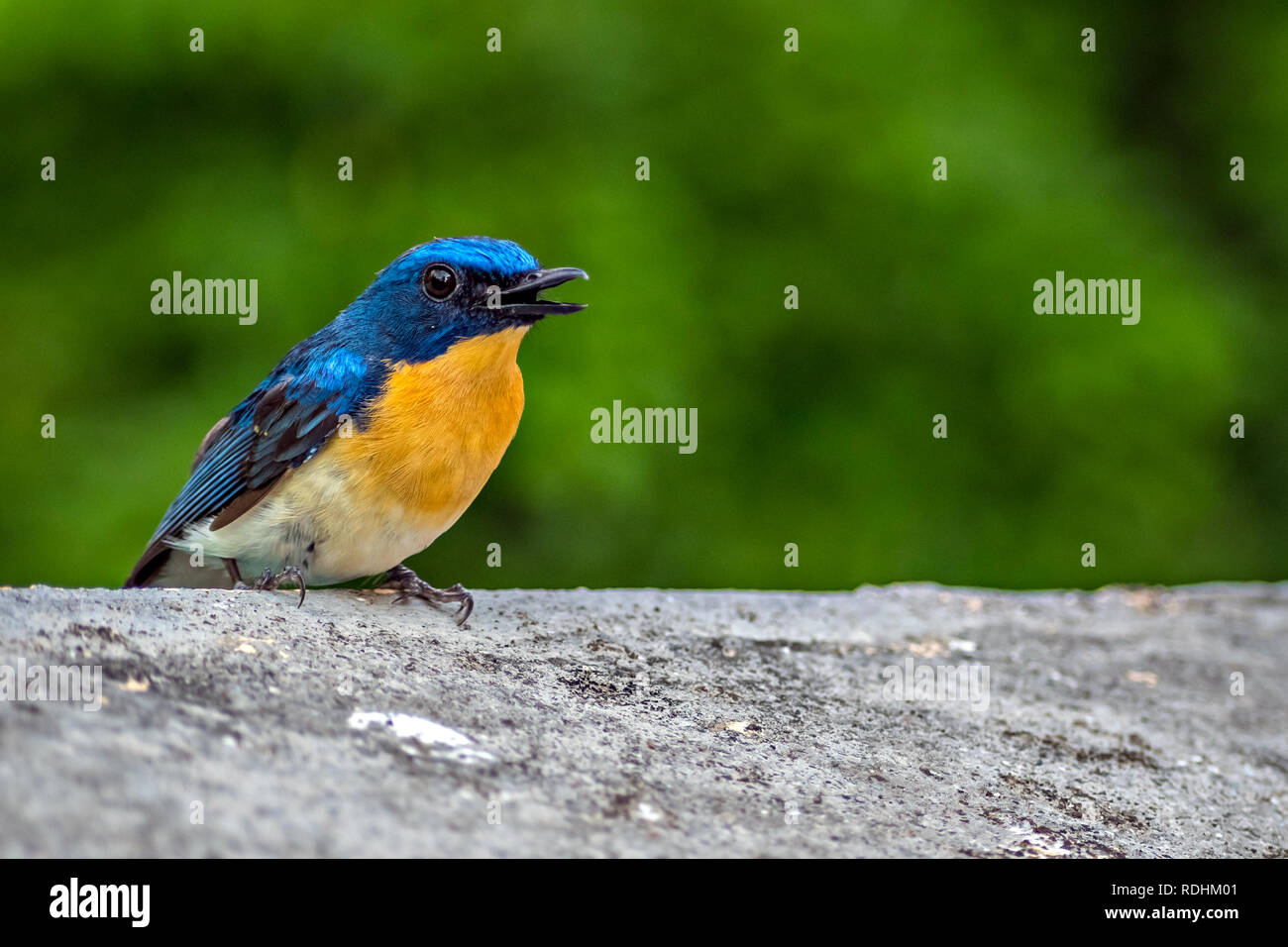 Indian blue robin hi-res stock photography and images - Alamy
