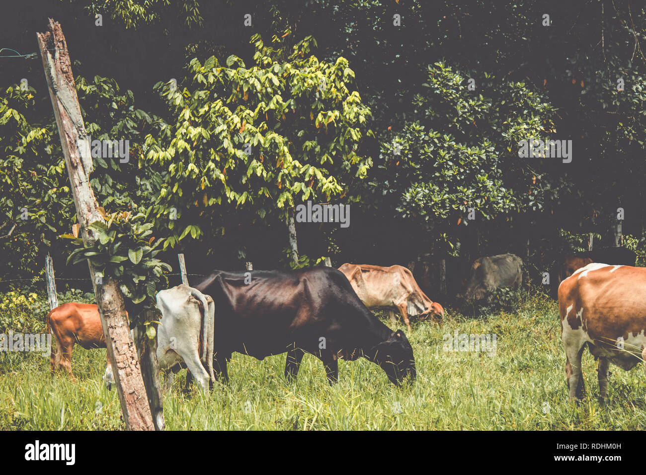 Farm pasture landscape milk food nature hi-res stock photography and ...