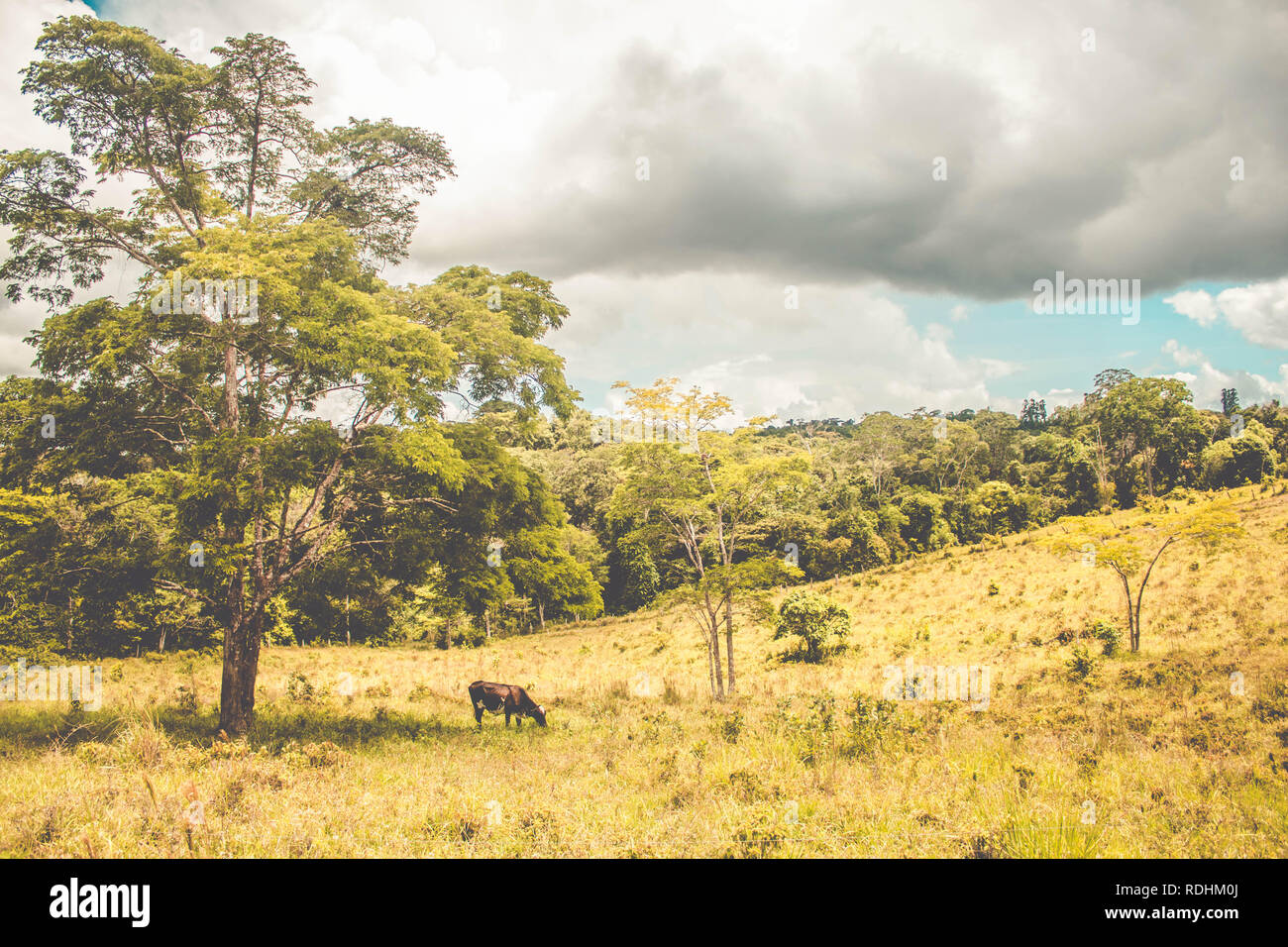 Landscape cow grazing isolated Stock Photo - Alamy