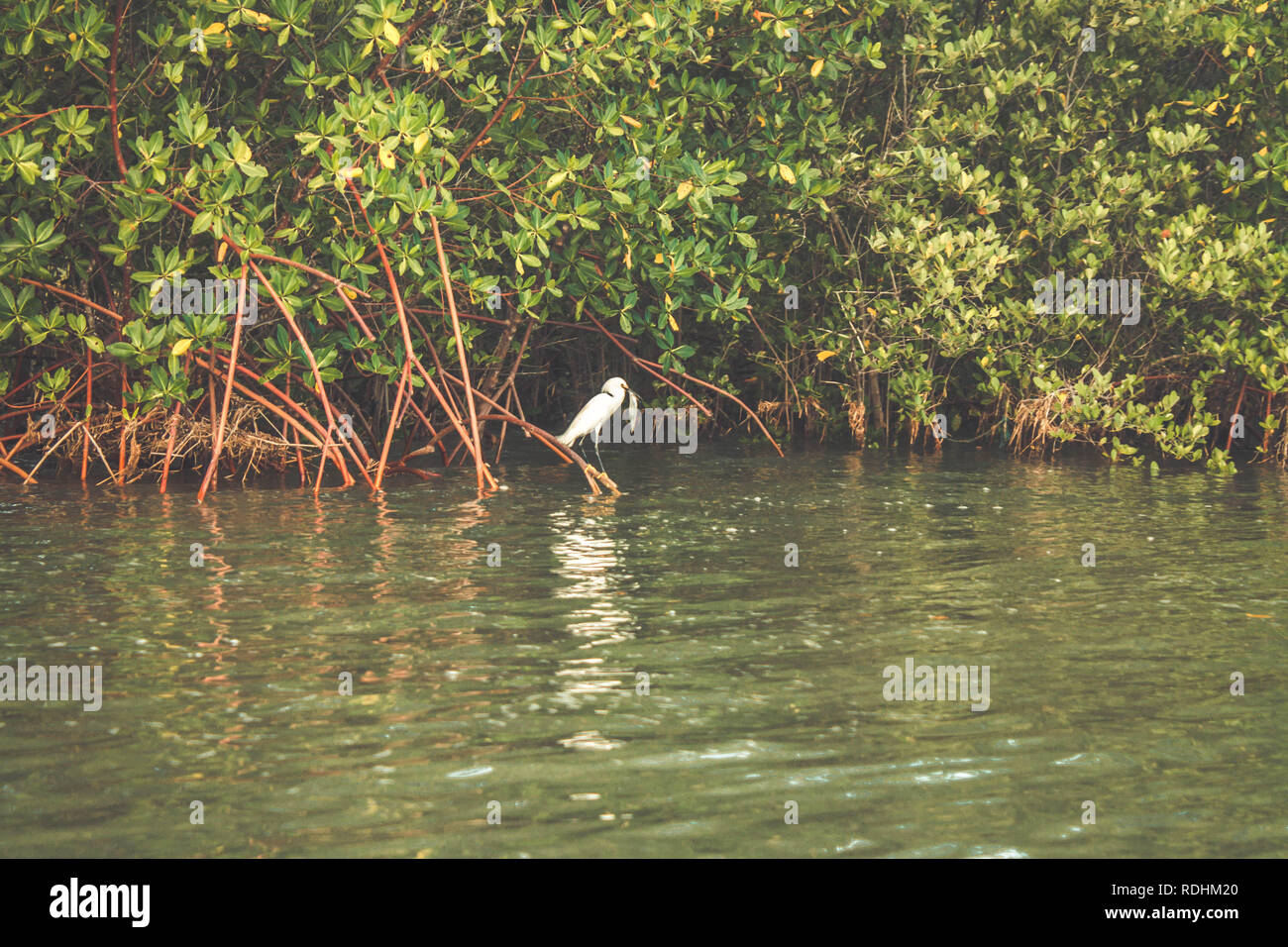 Small fish eating bird hi-res stock photography and images - Alamy