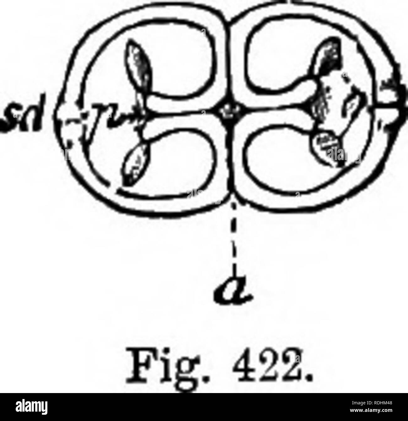 Apocarpous ovary hi-res stock photography and images - Alamy