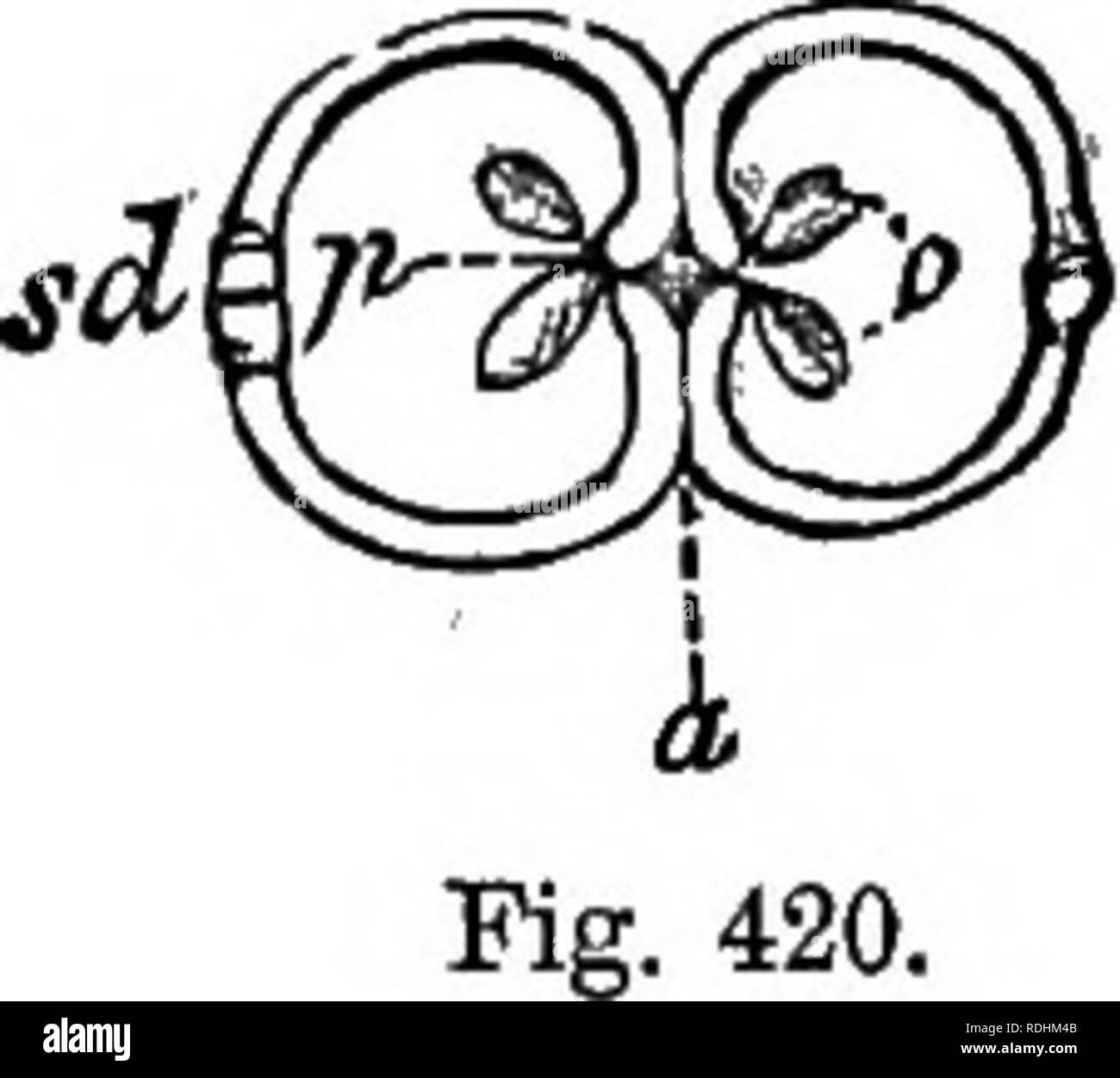 . A Manual of botany : being an introduction to the study of the ...