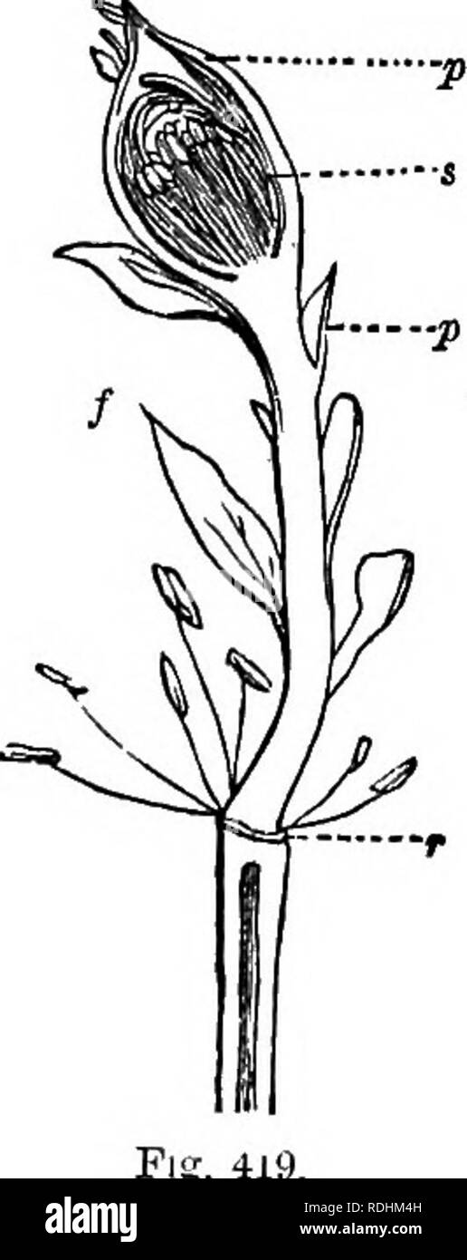 . A Manual of botany : being an introduction to the study of the ...