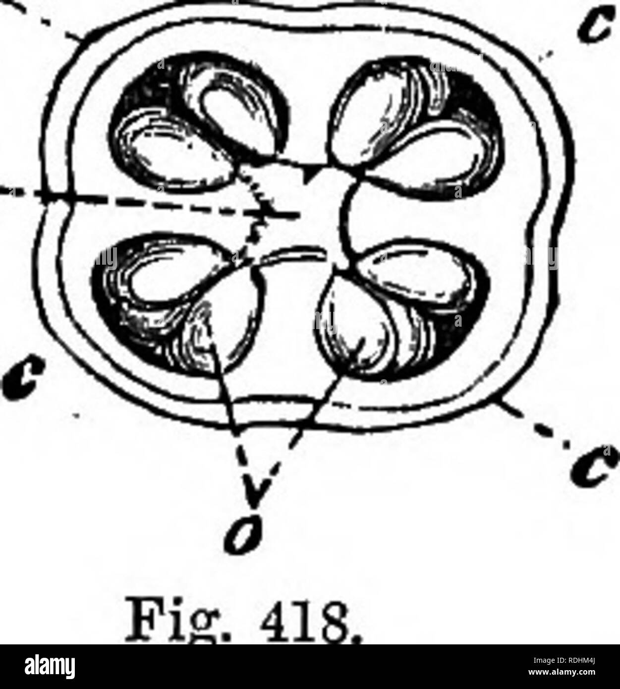 . A Manual of botany : being an introduction to the study of the ...