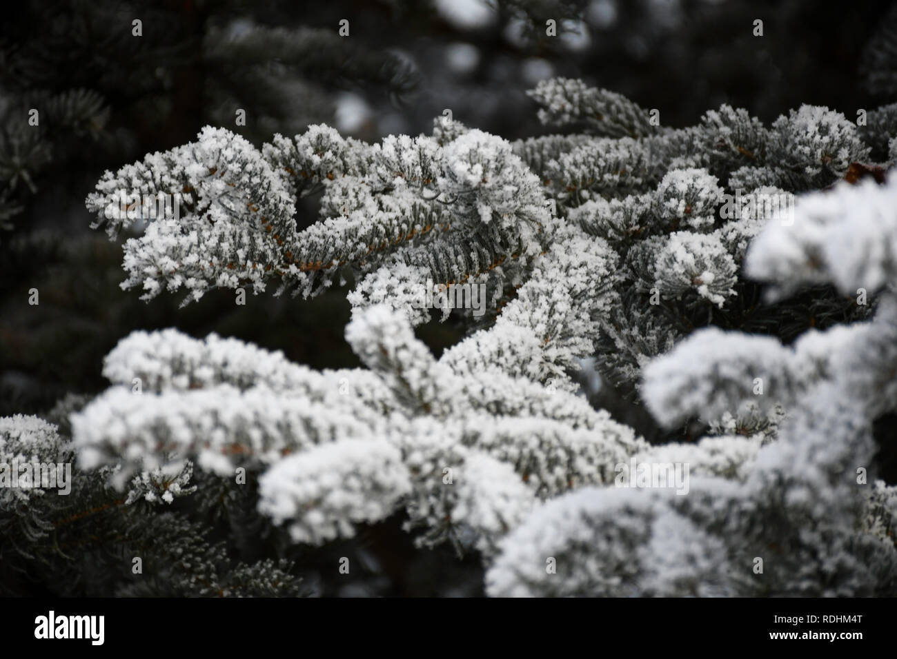 Pines snow hi-res stock photography and images - Alamy
