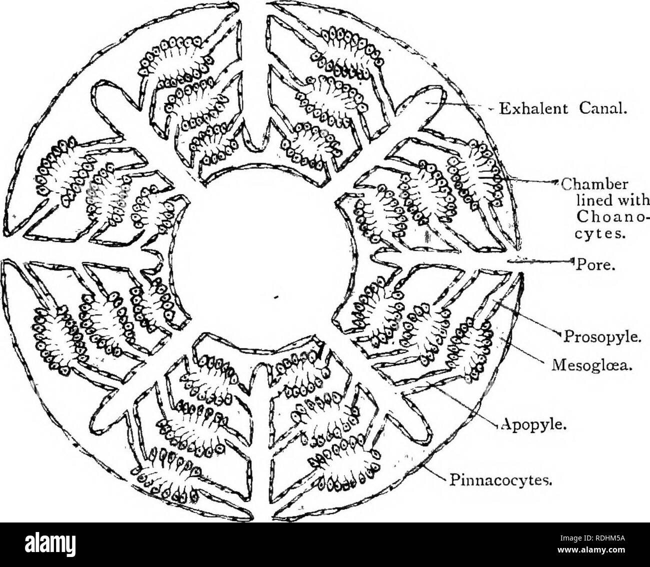 Class Calcarea Diagram