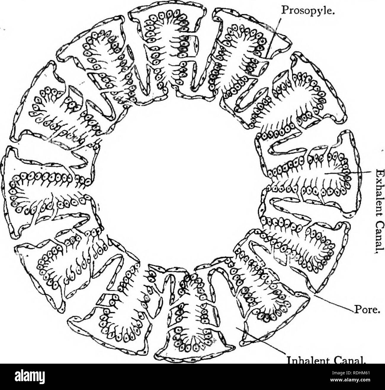Cross Section Of Sycon