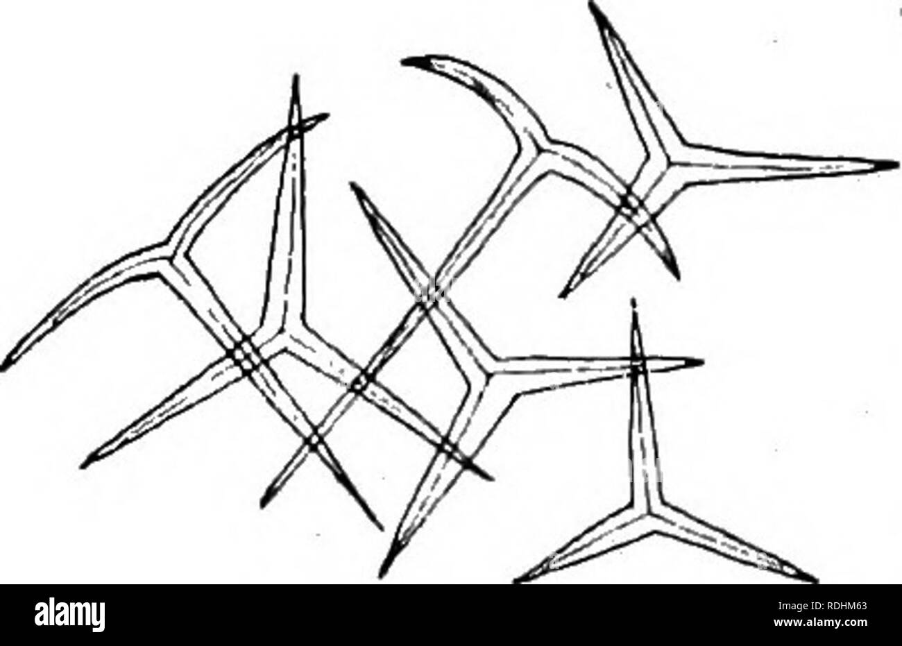 . Elementary text-book of zoology. ro4 PORIFERA. Fig. 38—Calcareous Tri ...