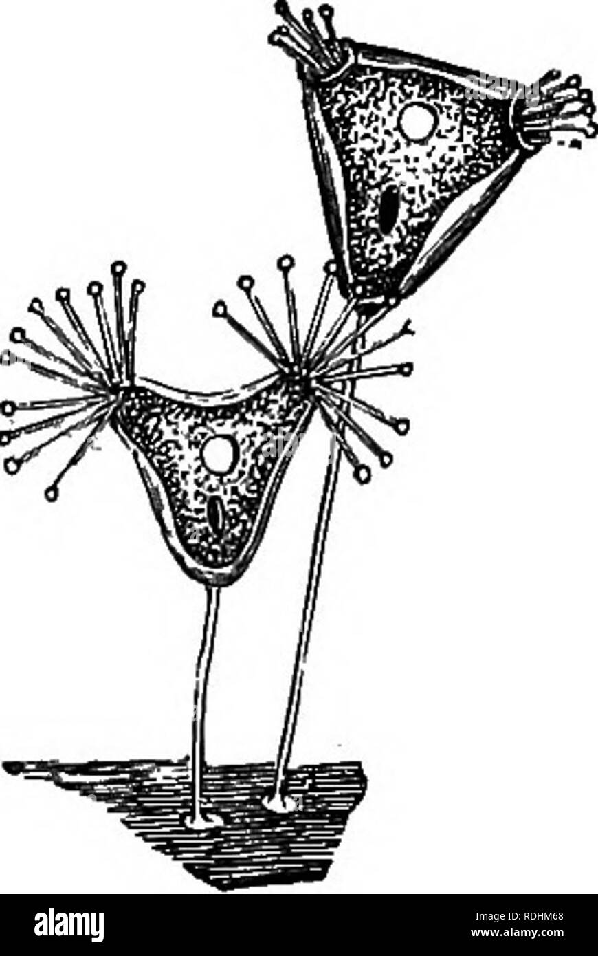 Elementary particles of organisms hi-res stock photography and images ...