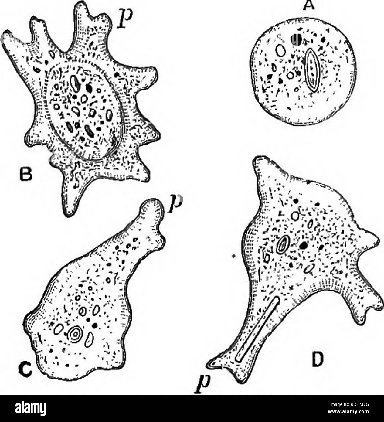 . Elementary text-book of zoology. 85 part 2. —?— CHAPTER XI. TYPES OF ...