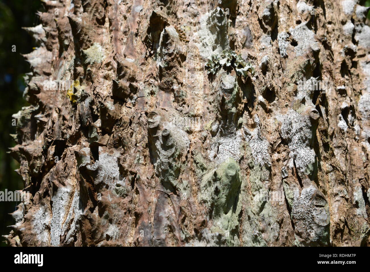 trunk thorny of bombax ceiba tree background ** note select focus with ...