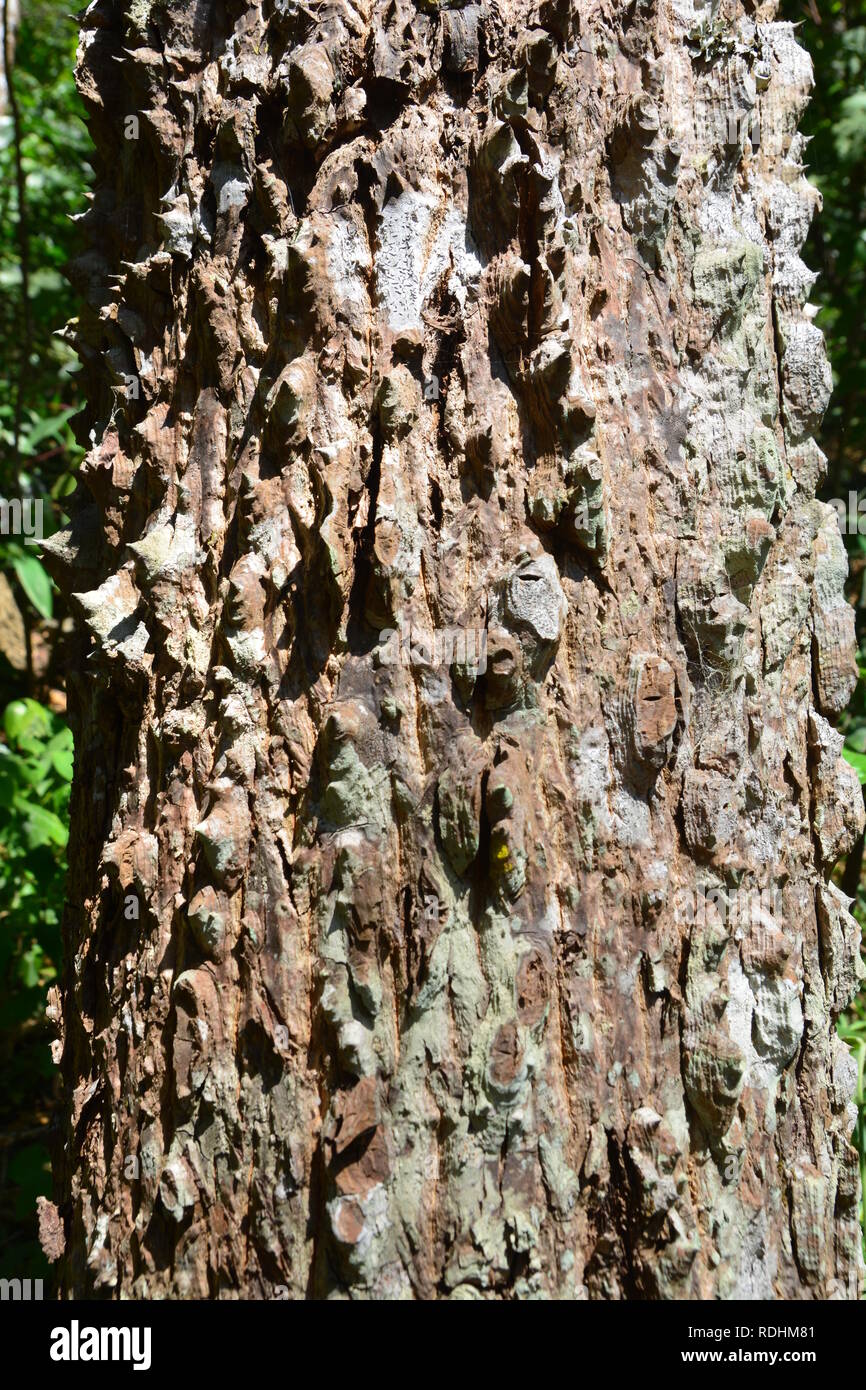 trunk thorny of bombax ceiba tree background ** note select focus with ...