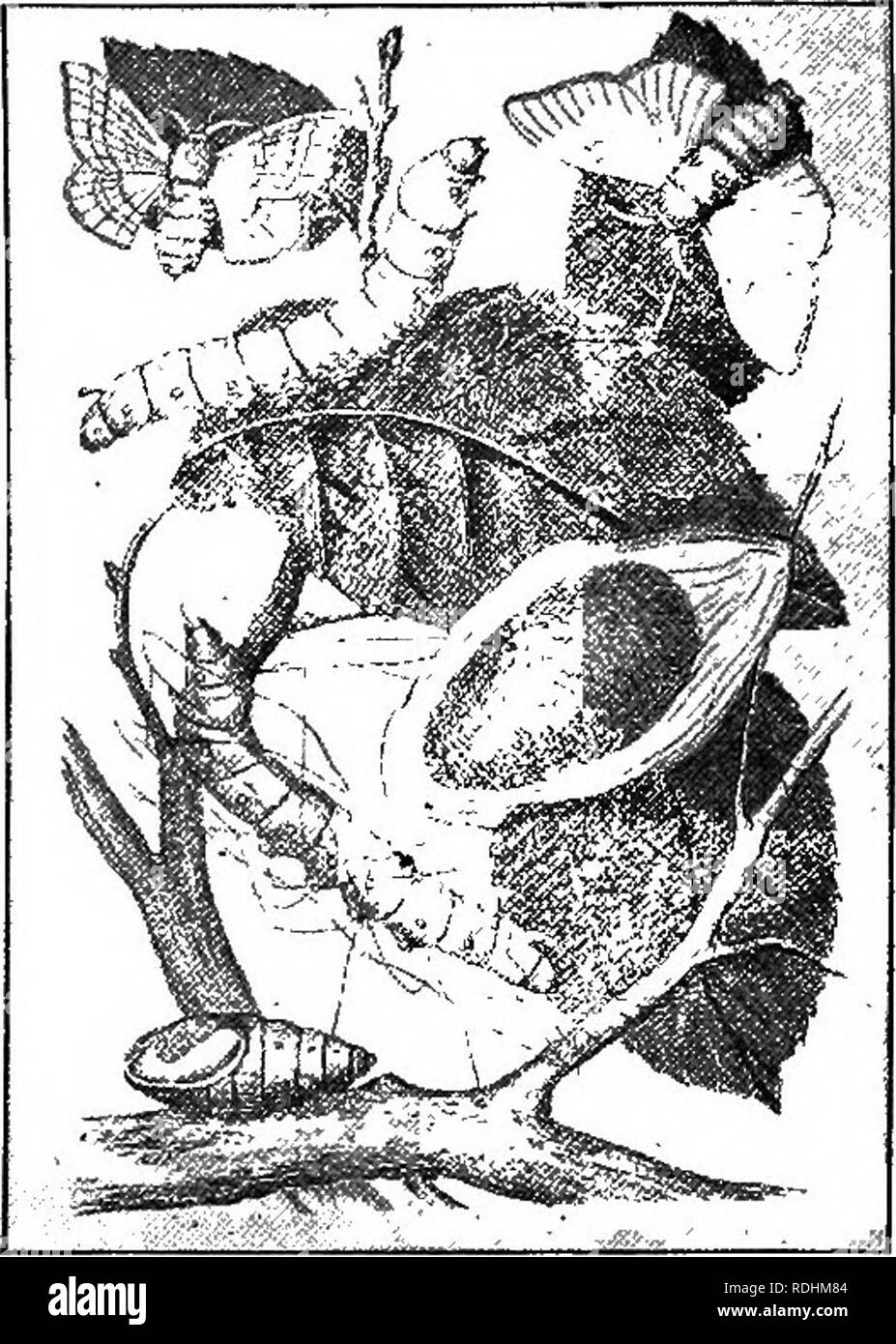 . Elementary text-book of zoology. 54 ME TA MORPHOSIS. in the animal ...