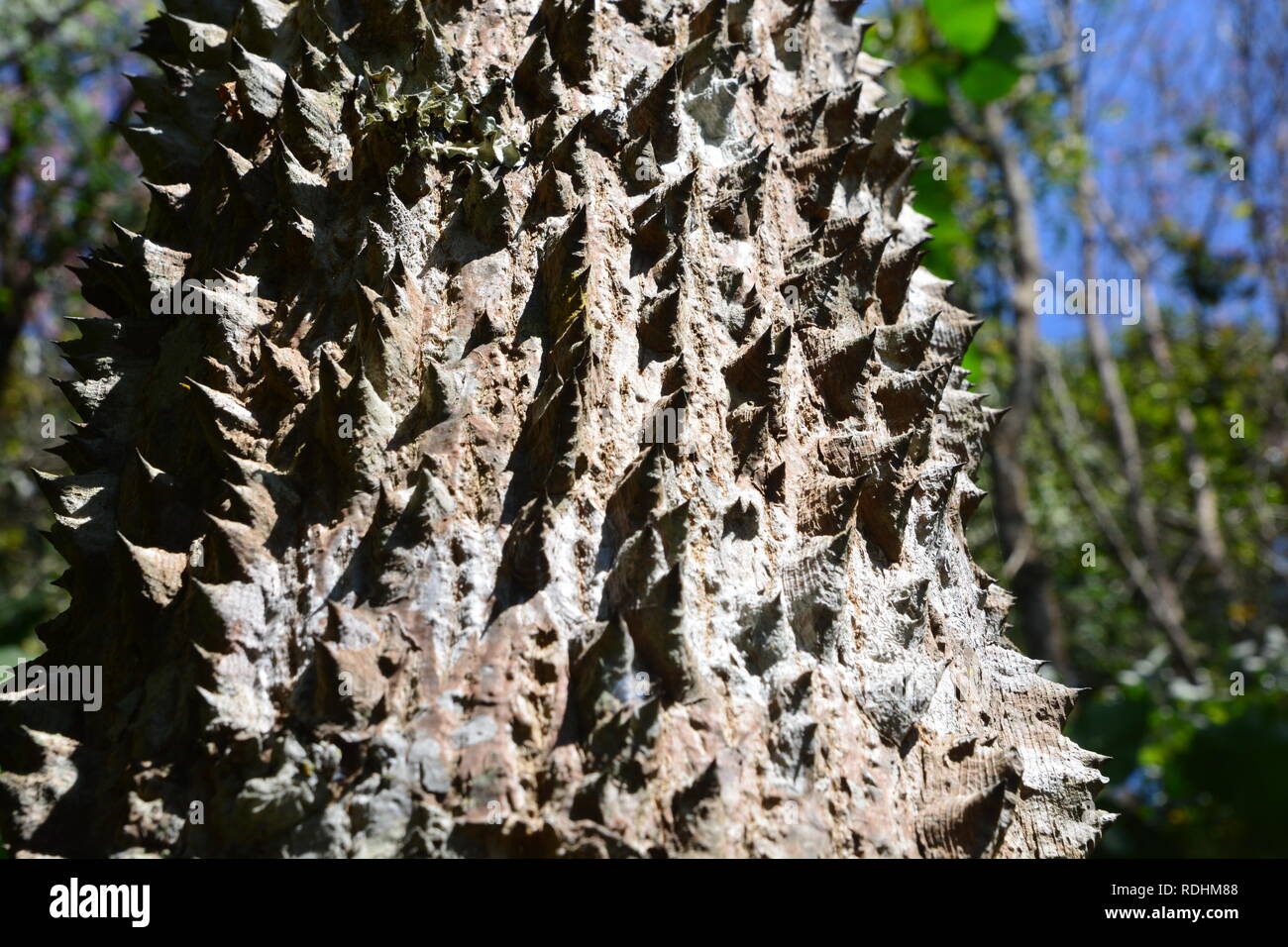 trunk thorny of bombax ceiba tree background ** note select focus with ...