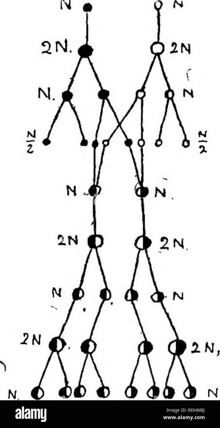 . Elementary text-book of zoology. 40 CONJUGATION. separate and growth ...