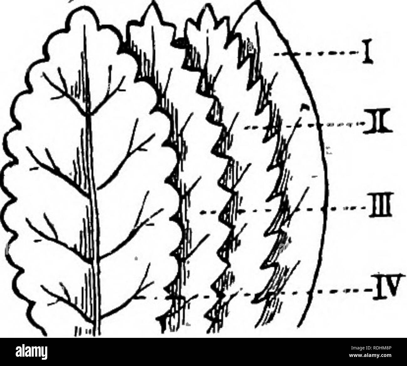 Mucronate Black and White Stock Photos & Images - Alamy