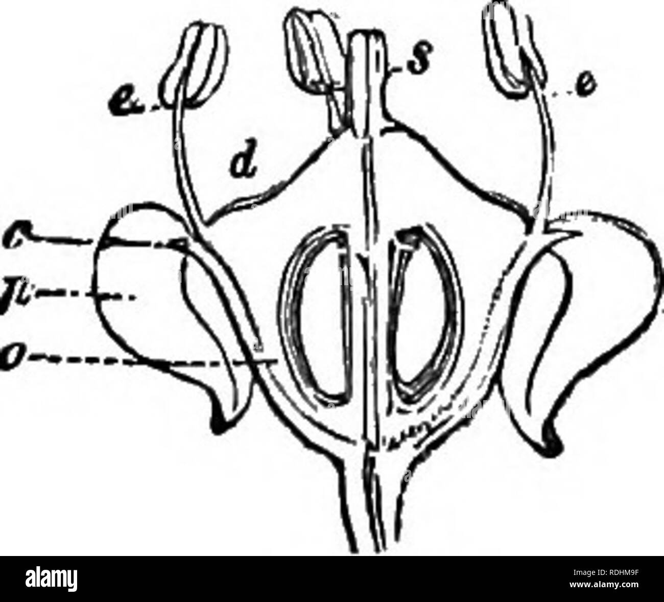 Polypetalous hi-res stock photography and images - Alamy