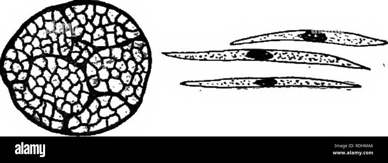 Ascaris cross section hi-res stock photography and images - Alamy