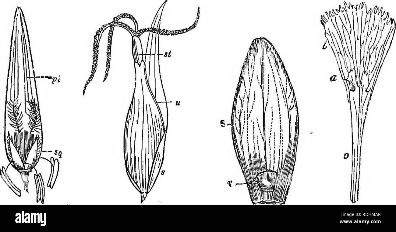 Oat flowers Black and White Stock Photos & Images - Alamy