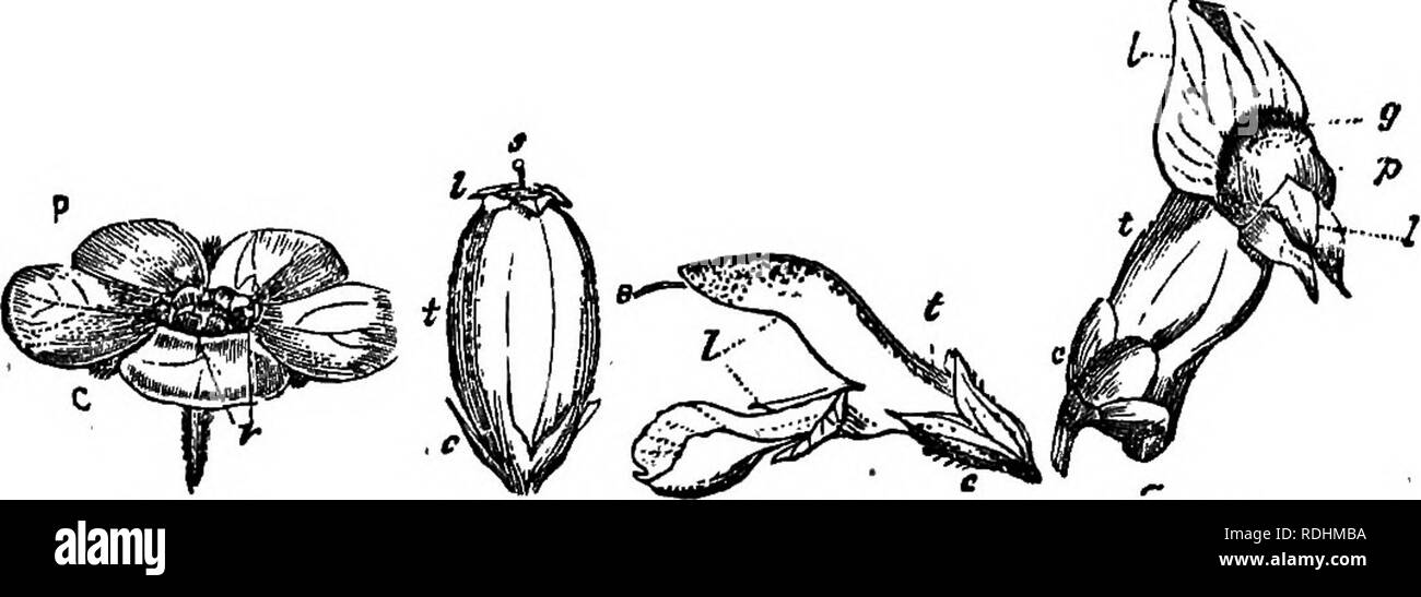 Frogsmouth hi-res stock photography and images - Alamy