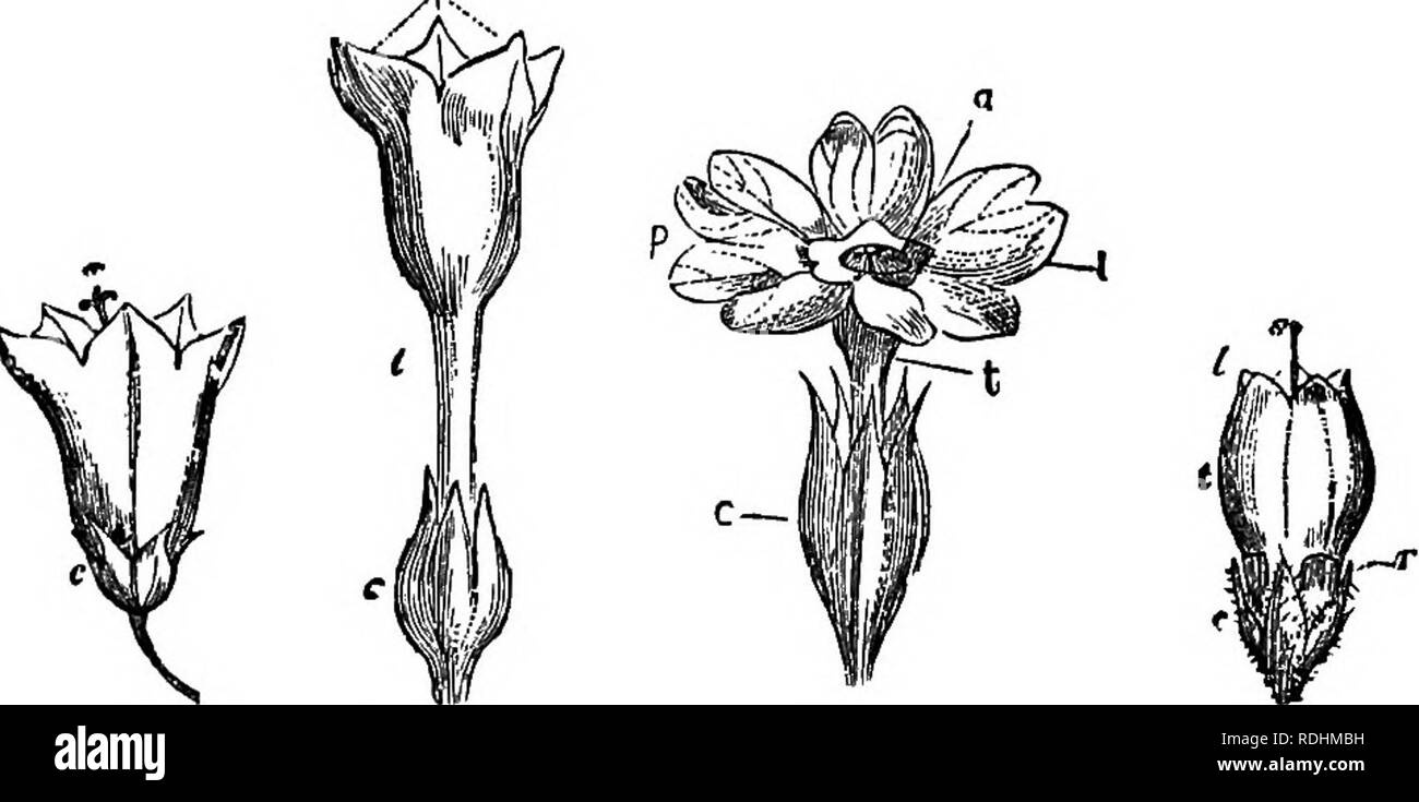 Cylindrical corolla Black and White Stock Photos & Images - Alamy