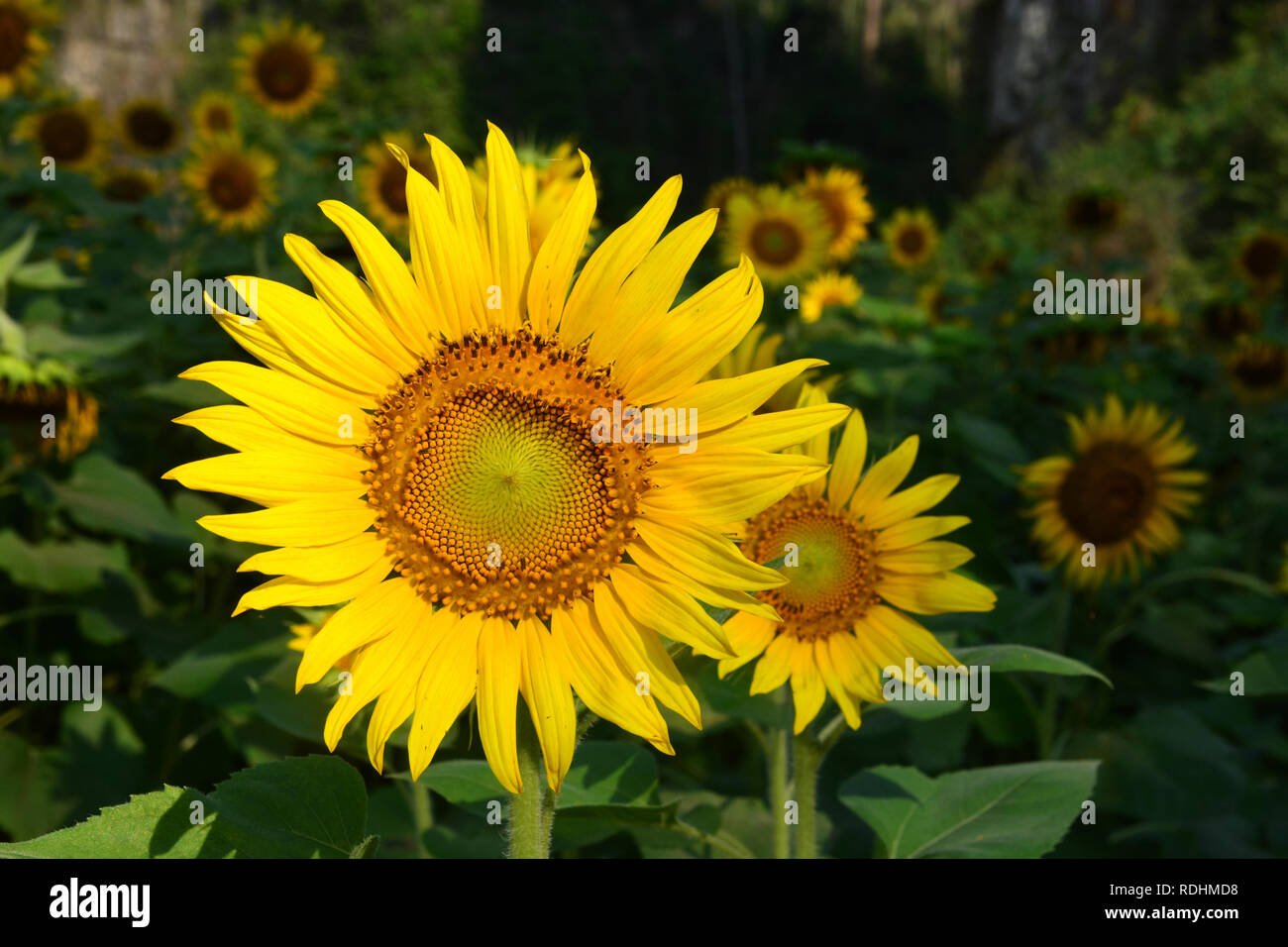 Mountain valley sunflowers hi-res stock photography and images - Alamy