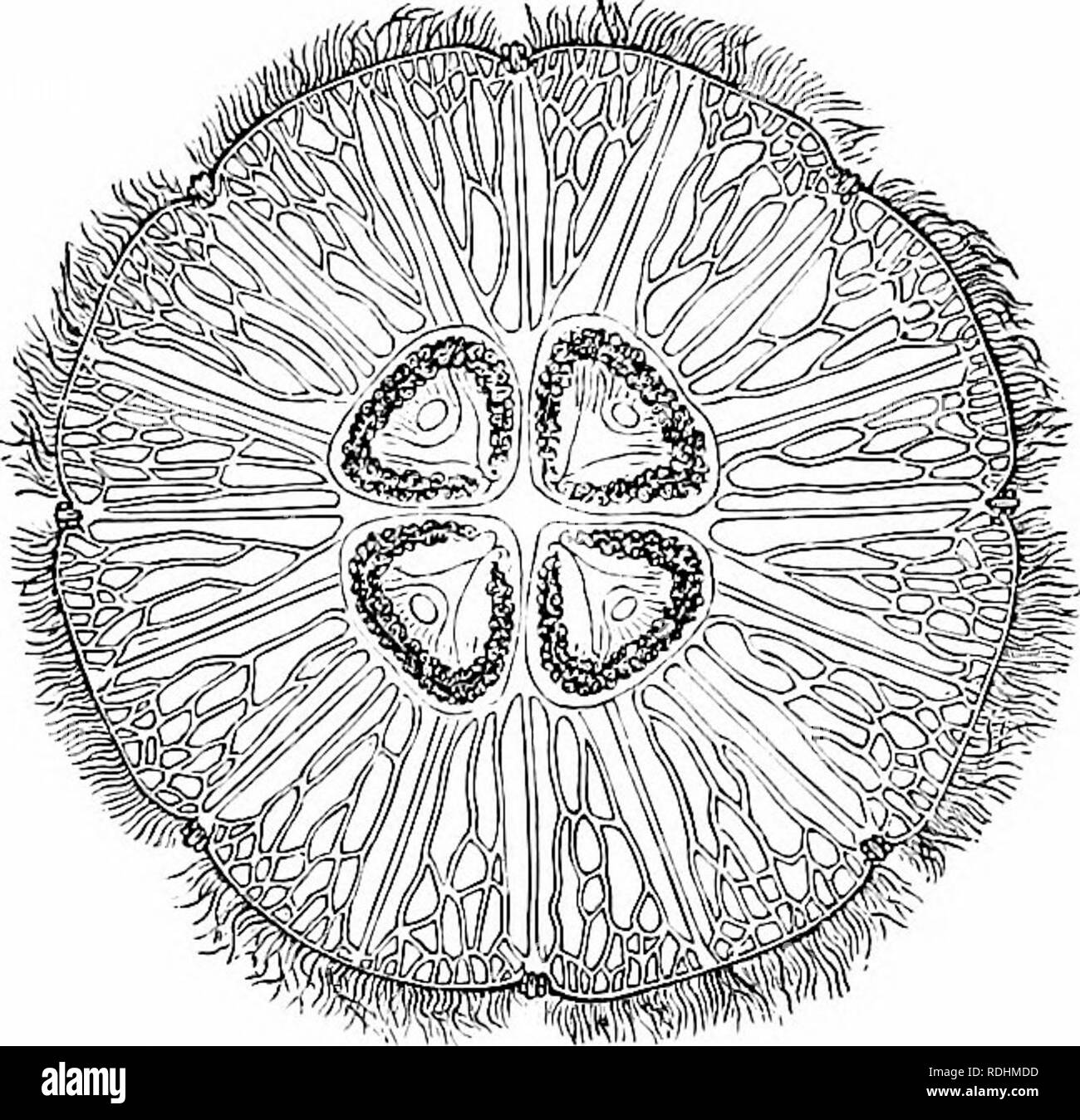 Strobila jellyfish hi-res stock photography and images - Alamy