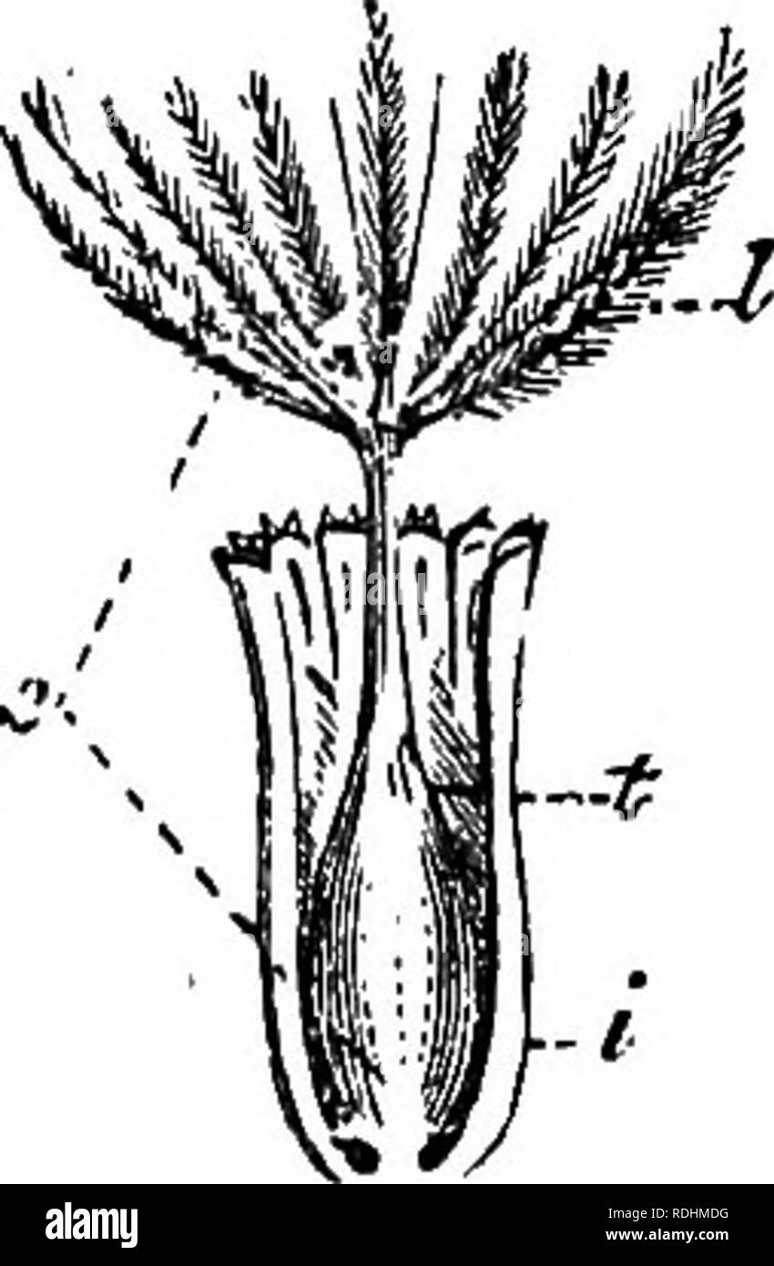 Calyx Plant Anatomy Britannica
