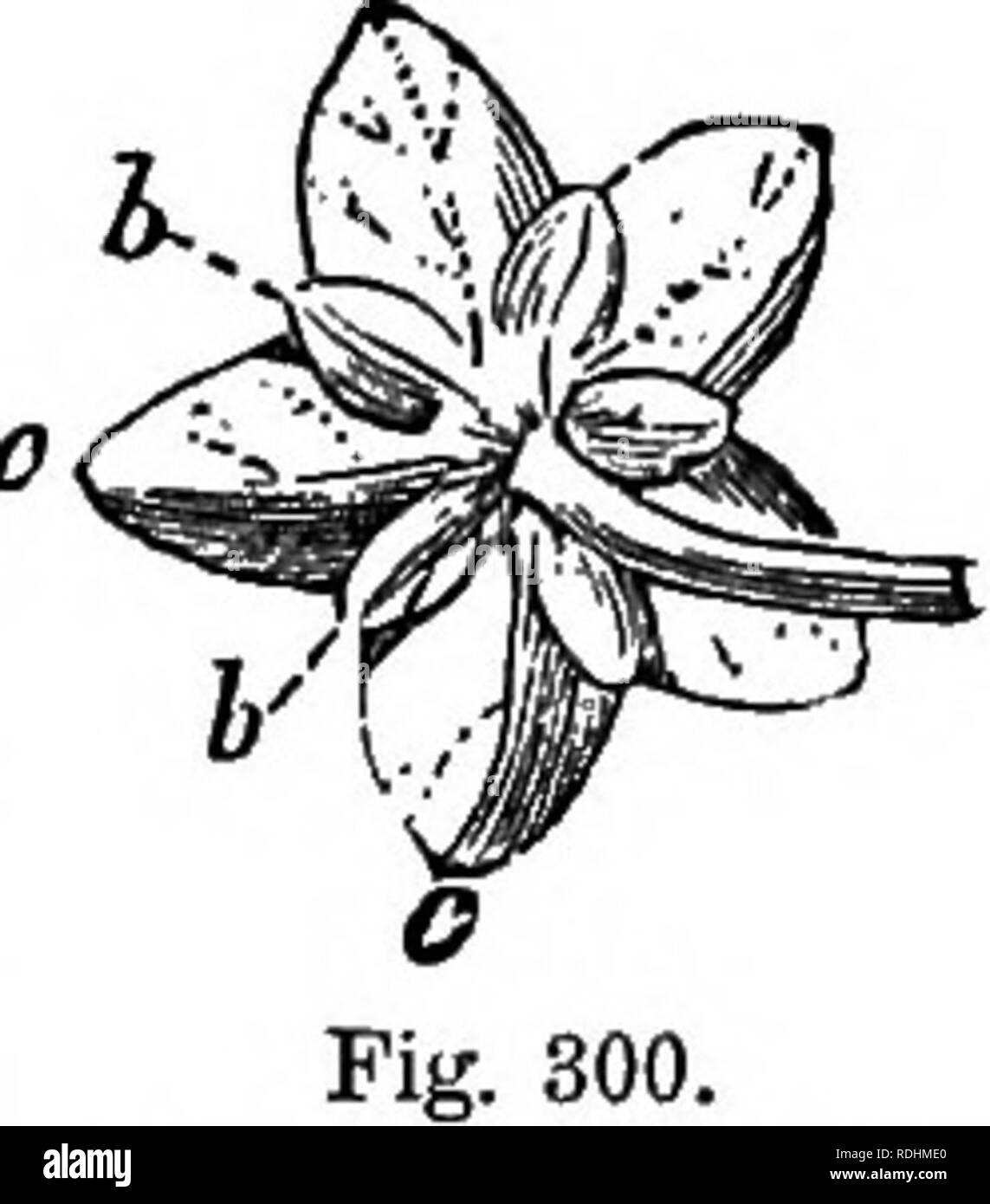 Epicalyx hi-res stock photography and images - Alamy