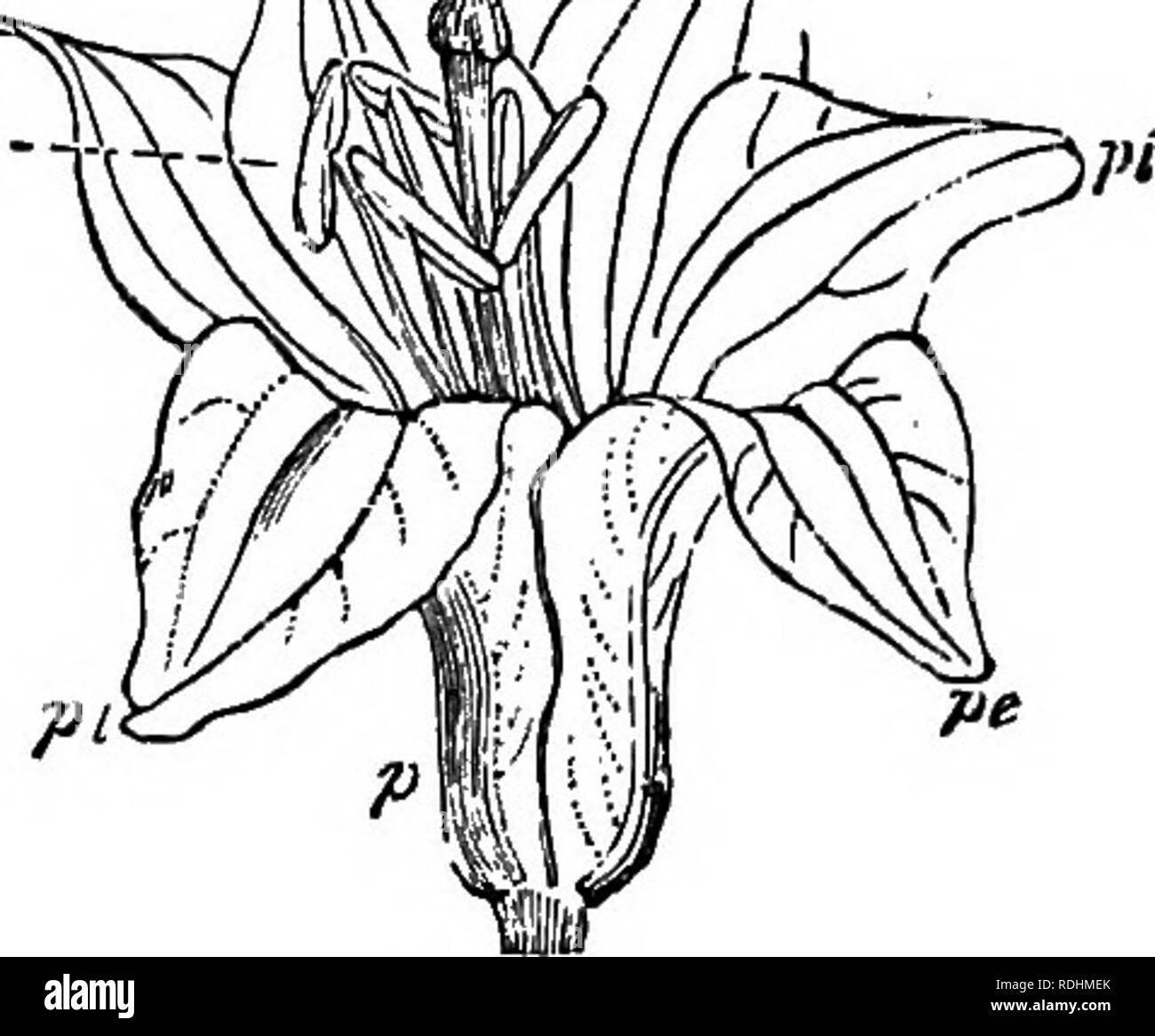 Inner whorl Black and White Stock Photos & Images - Alamy