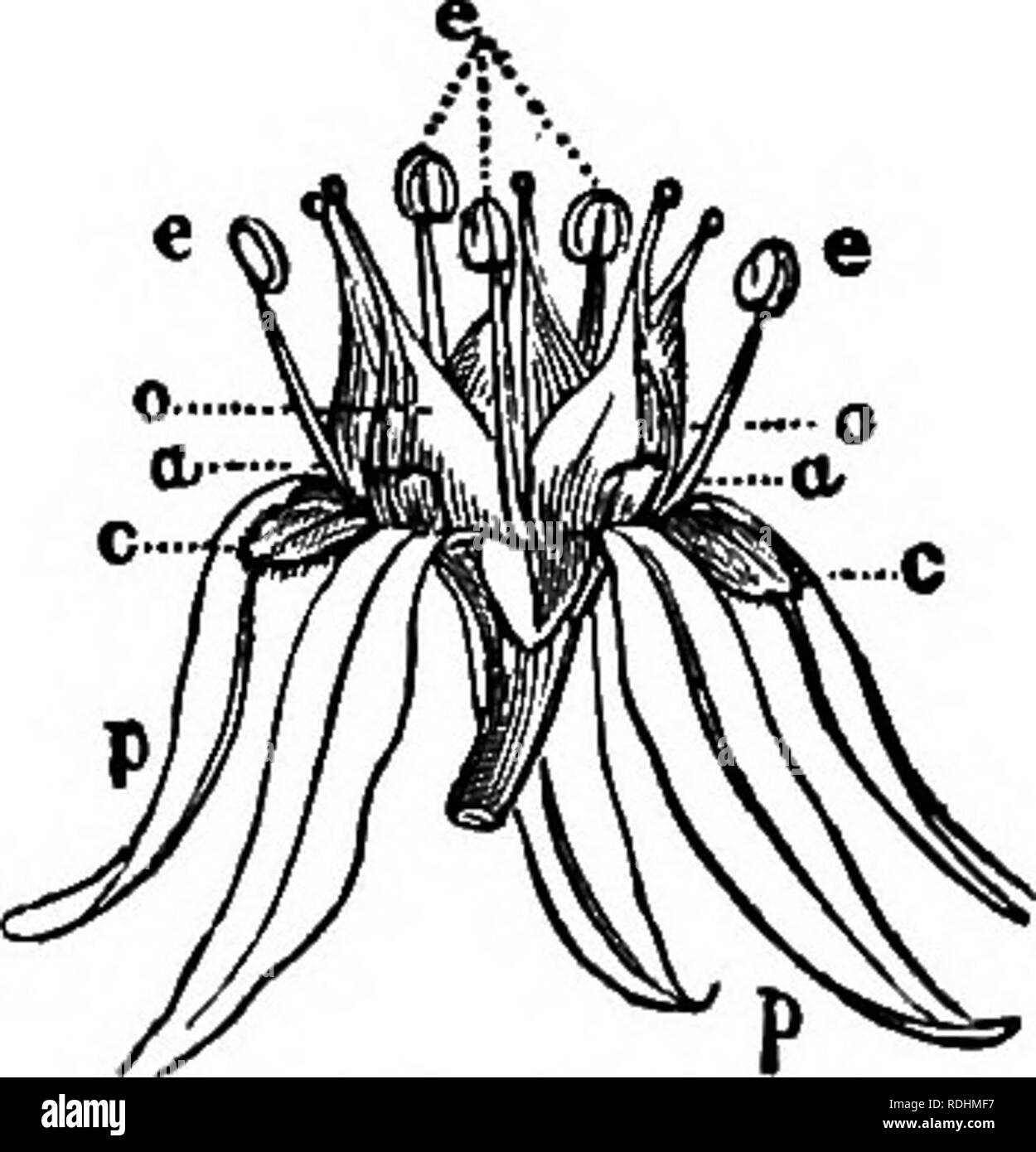 . A Manual of botany : being an introduction to the study of the ...