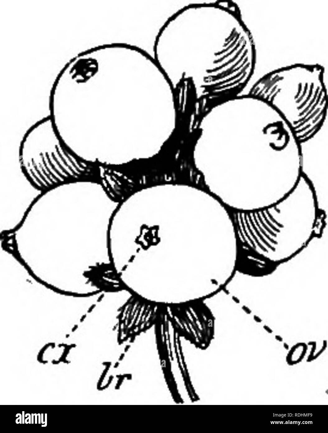 Pollination diagram Black and White Stock Photos & Images - Alamy