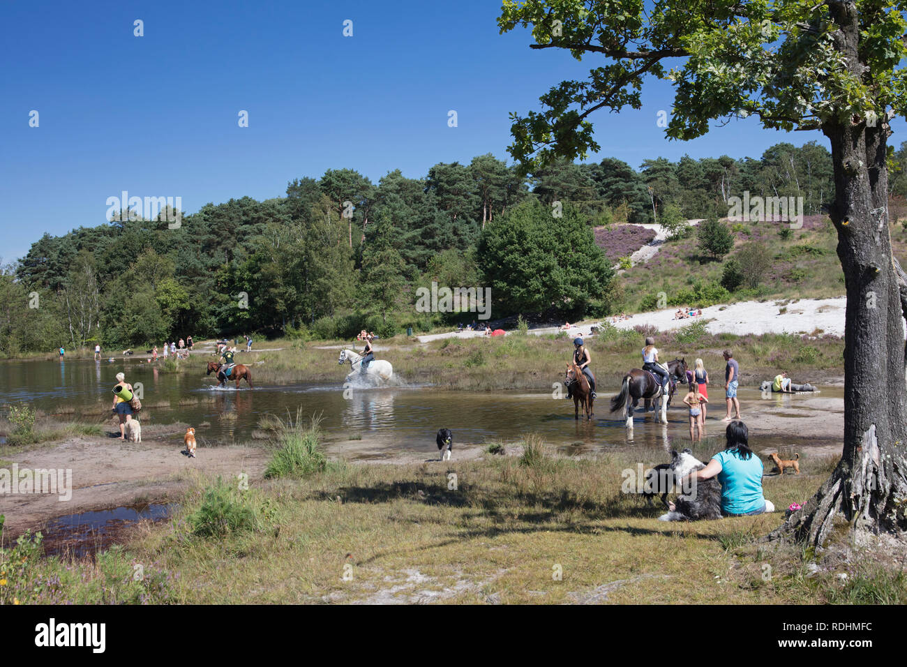 The Netherlands, Brunssum, Nature reserve Brunssummerheide. People and ...