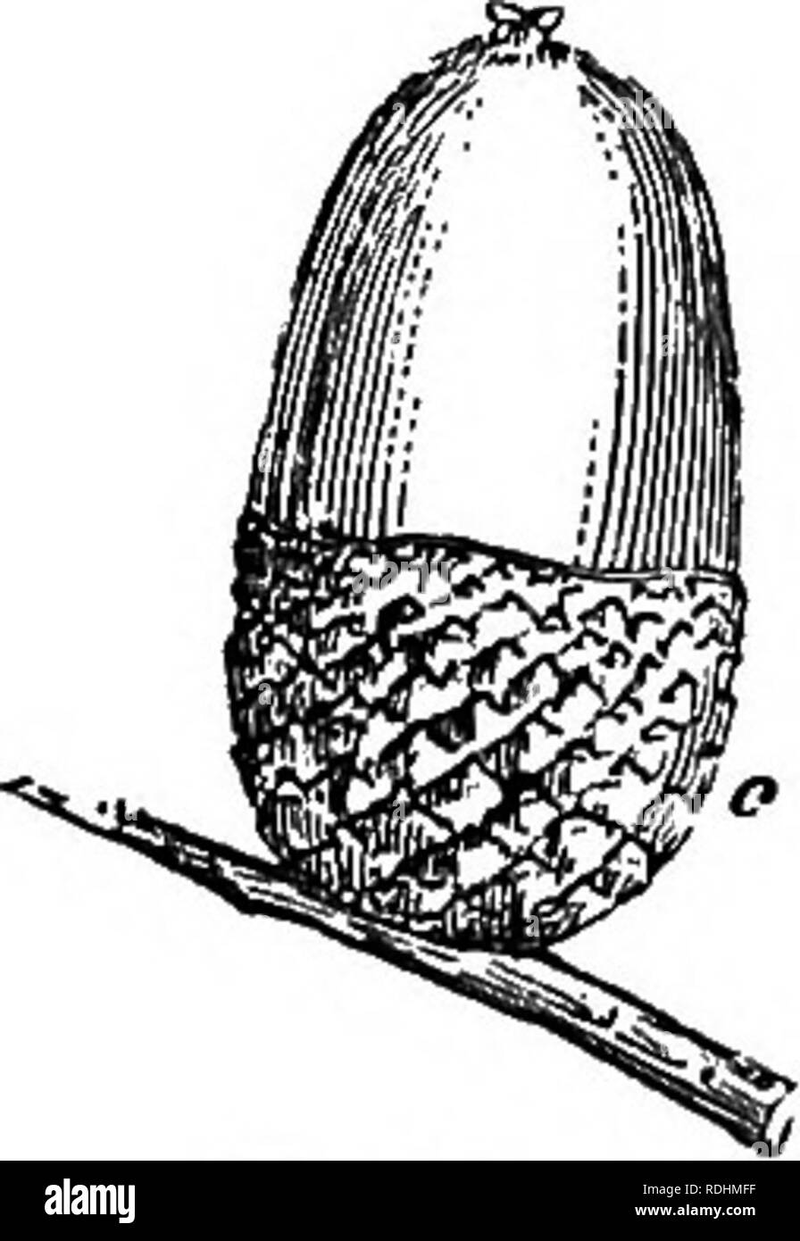 One capitula hi-res stock photography and images - Alamy