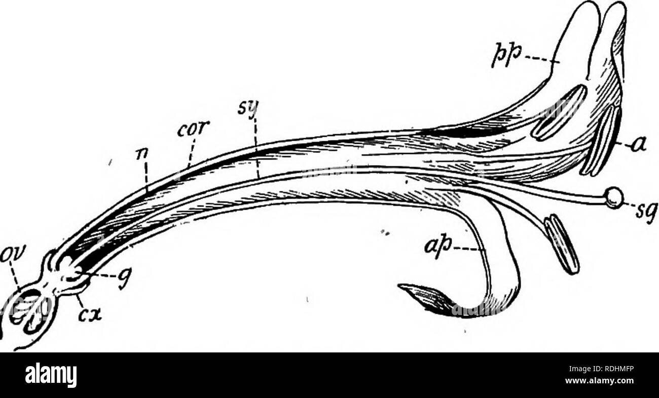 Exstipulate High Resolution Stock Photography and Images - Alamy
