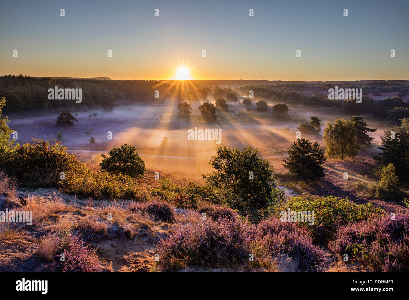 The Netherlands, Brunssum, Nature reserve Brunssummerheide. Summertime ...