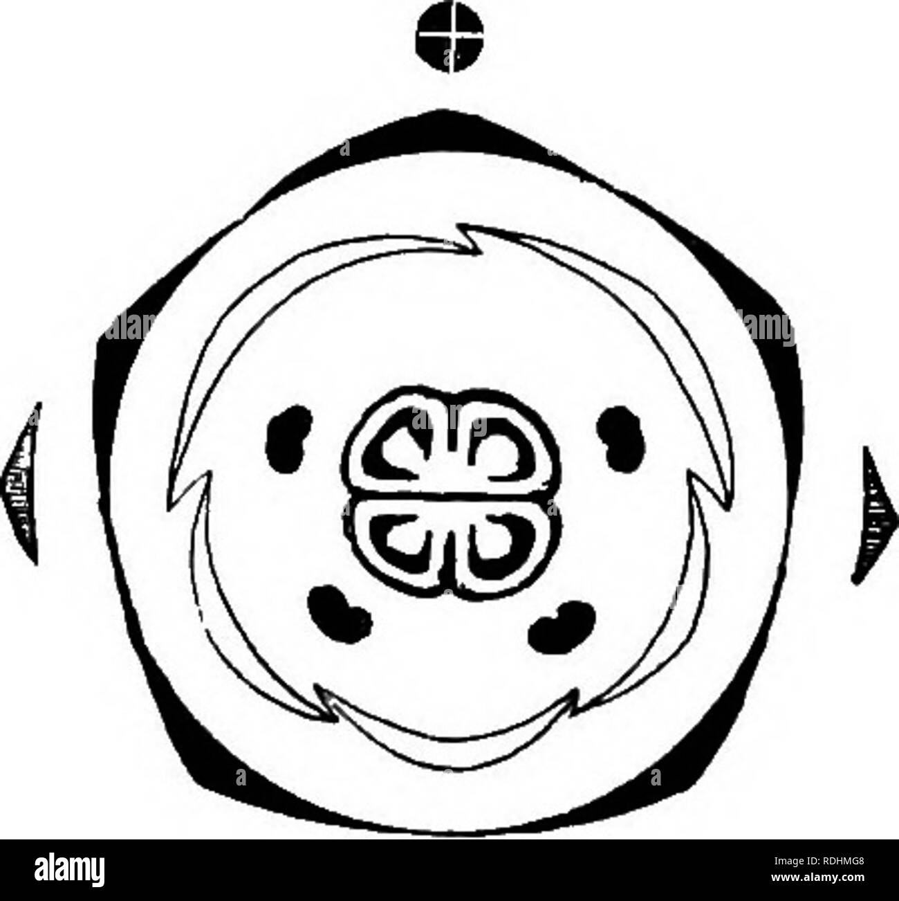 . Elementary botany . Botany. GAMOPETAL^—LABIATE iSS. and the other ...