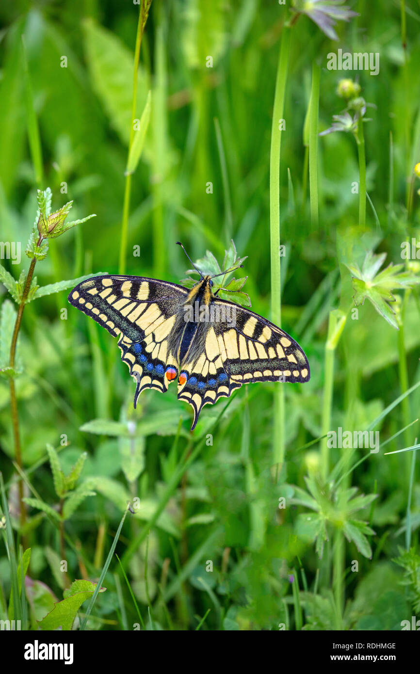 The Netherlands, Schimmert, Old World swallowtail or common yellow swallowtail (Papilio machaon ...